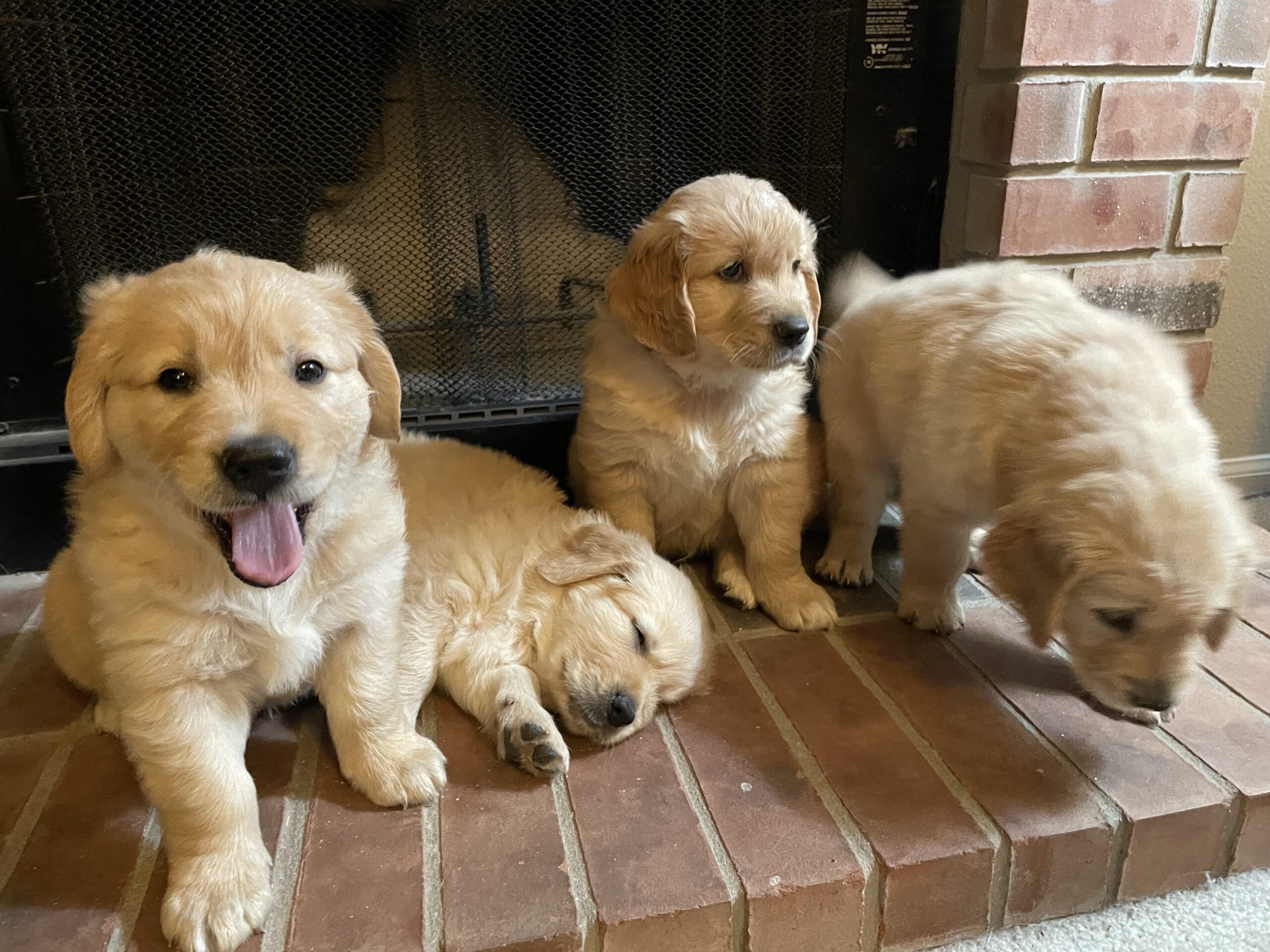 StayGoldenKennels - StayGoldenKennels